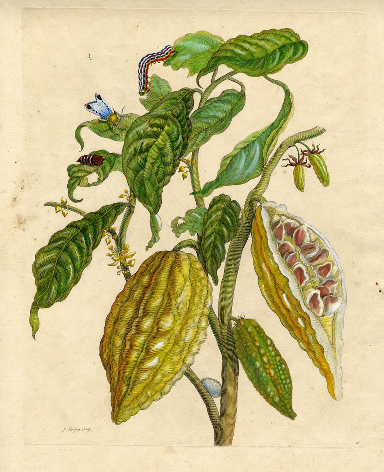 Maria Sibylla Merian - Cocoa plant, caterpillar, ..., Plate 26 ...