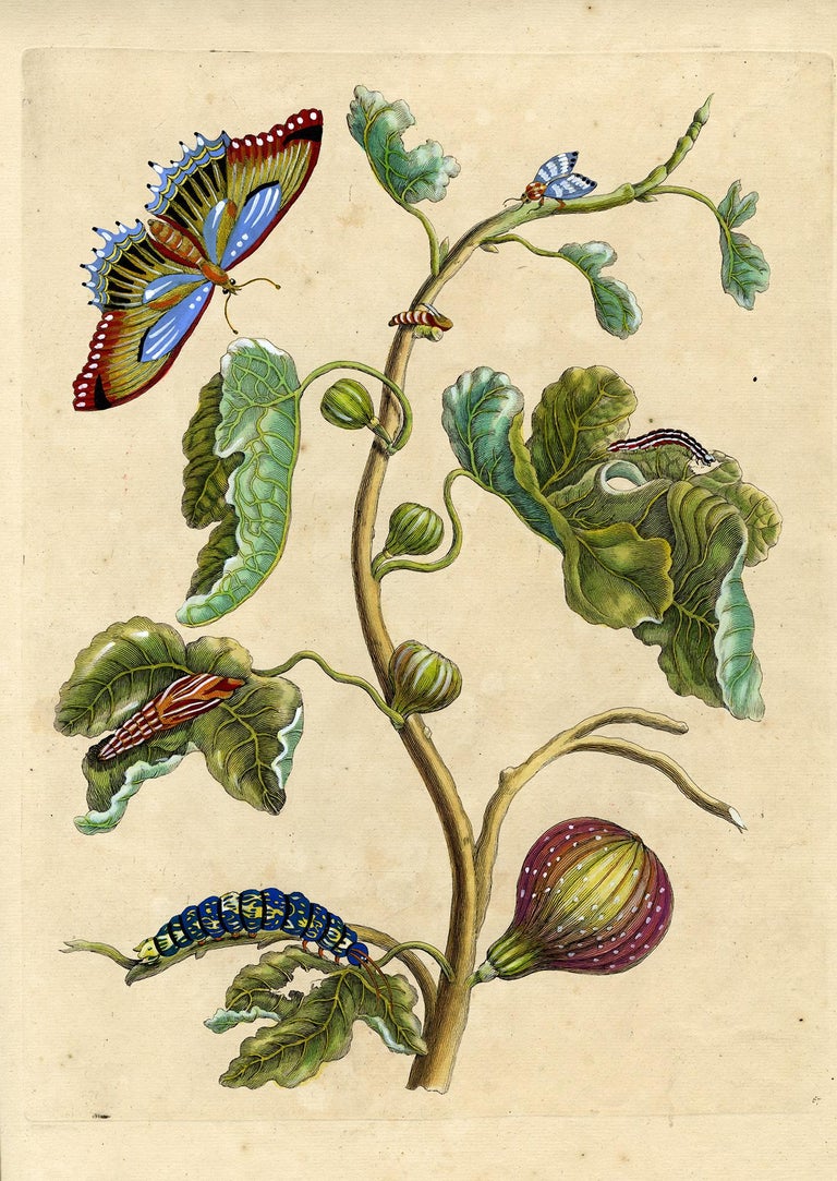 Maria Sibylla Merian - Fig Tree, Plate 67, Metamorphosis Insectorum ...