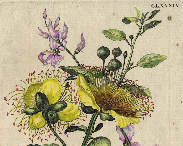 Maria Sibylla Merian - Flinders Rose with insects by Merian ...