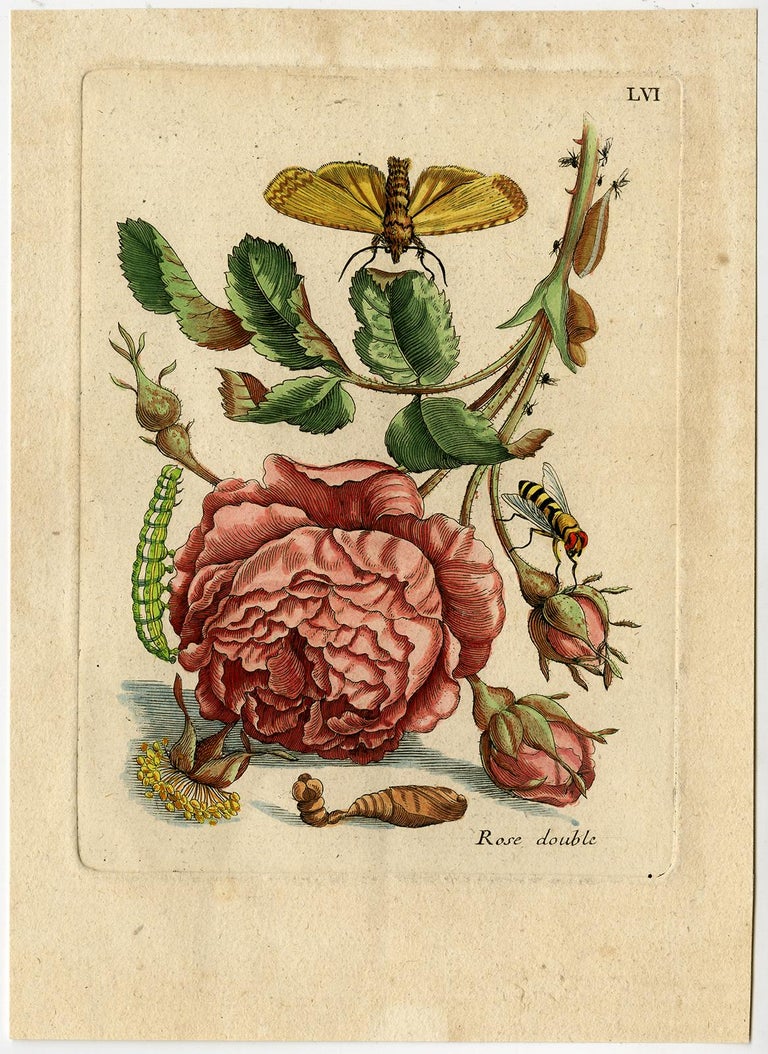 Maria Sibylla Merian - Gorgeous rose with insects by Merian ...