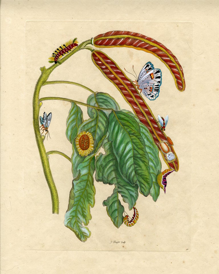 Maria Sibylla Merian - Icecream Bean plant..., plate no. 58 ...