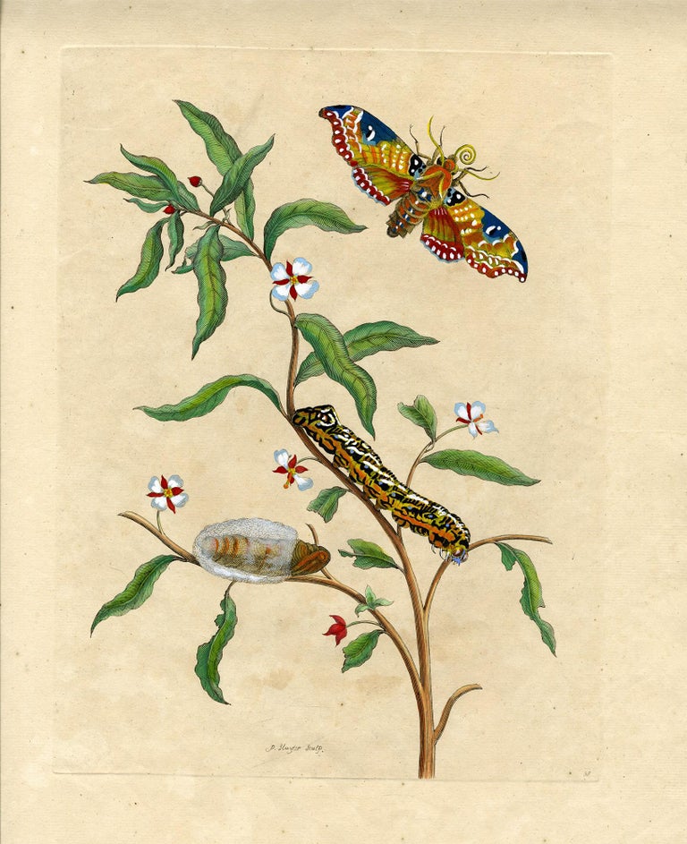 Summer Birds The Butterflies Of Maria Merian