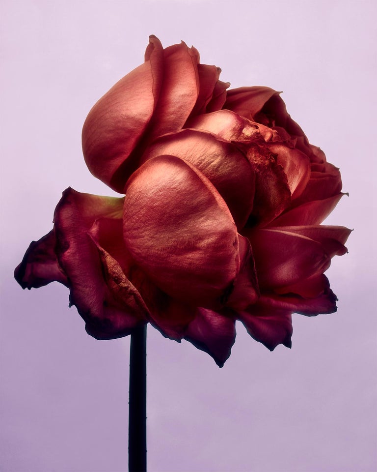 Mario Kroes - Rose, C-Print edition 5 of 5. For Sale at 1stDibs