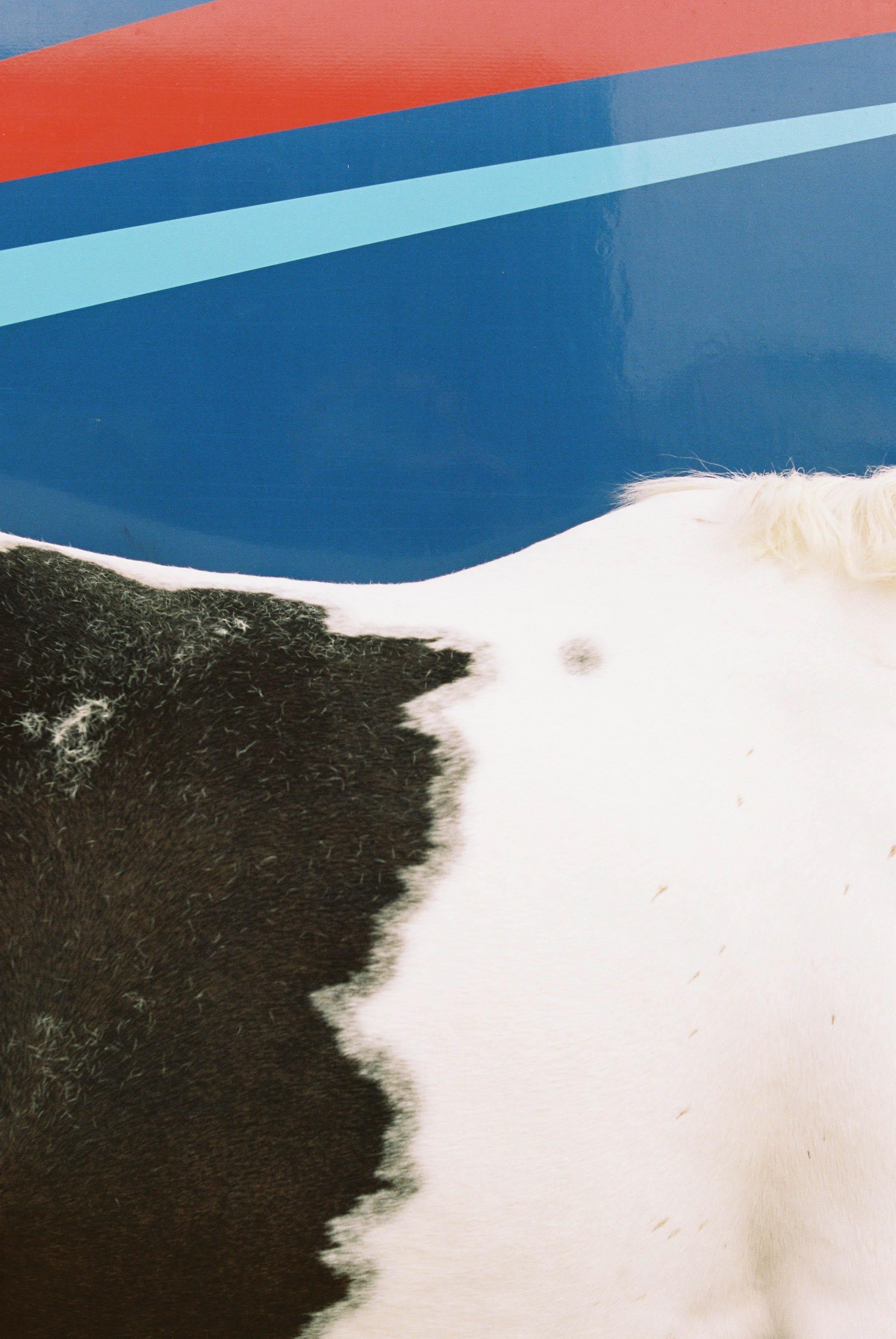 Marion Bergin - "Go faster stripes' - Horse Photo, Ballinasloe Horse ...