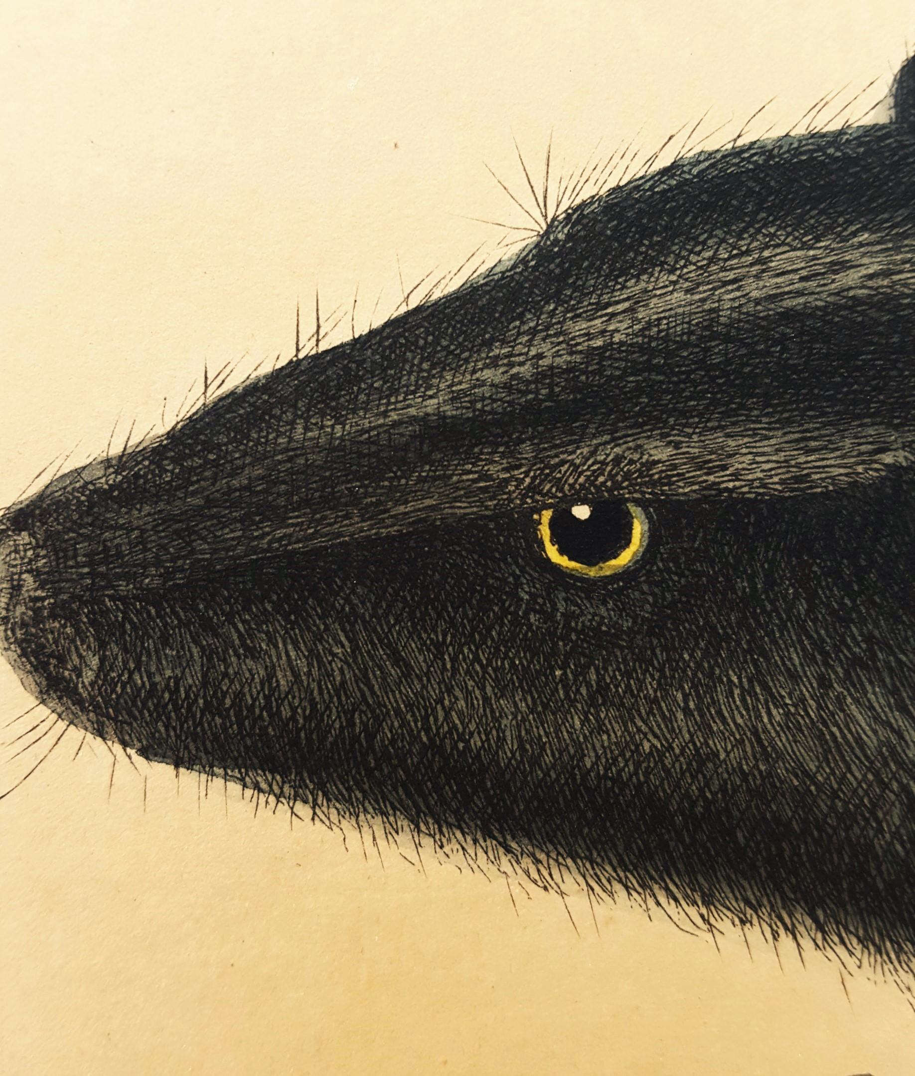 Mark Catesby - Putorius and Pseudo Phalangium (The Pole-Cat) (Skunk ...