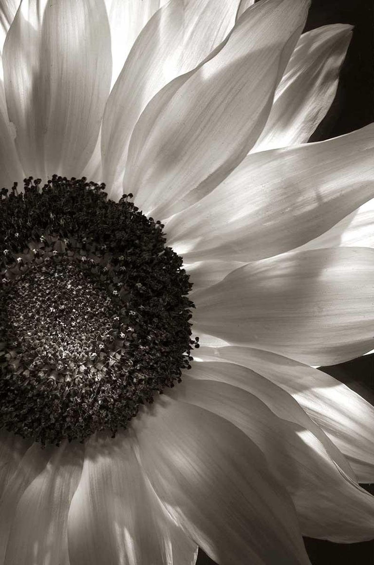 Mark Jenkins - Botanical #2 For Sale at 1stDibs