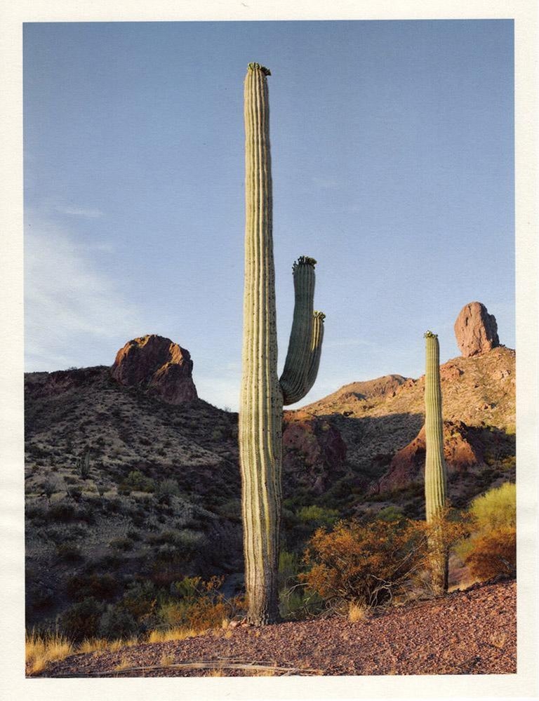 Mark Klett - ""Saguaro (en AM lumière 2 bras)" - Paysage cactus ...