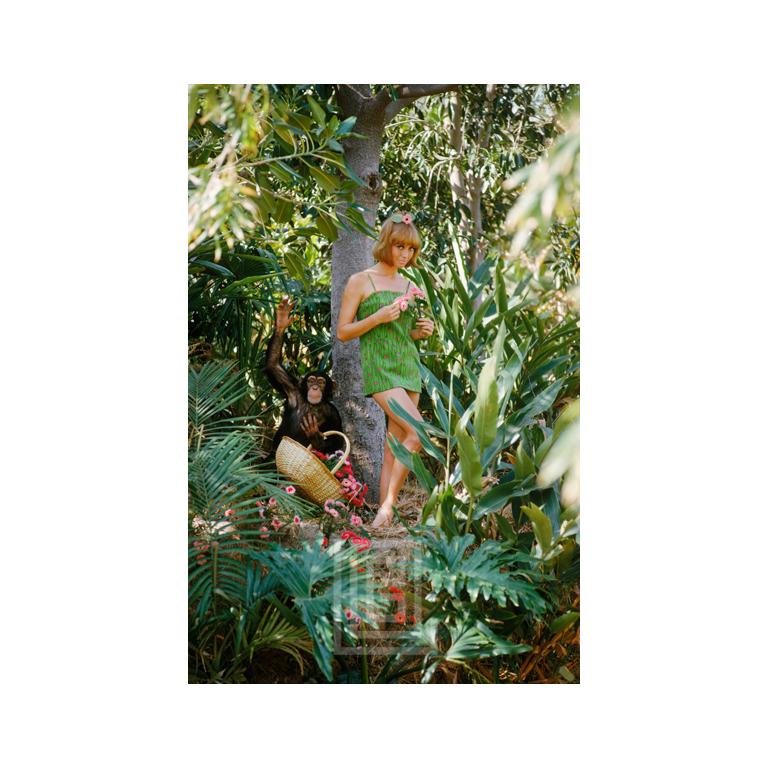 Mark Shaw - Model at Disneyland with Chimpanzee, 1964. For Sale at 1stDibs