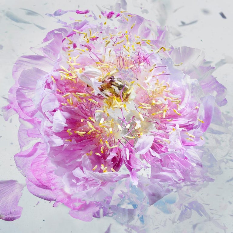 Martin Klimas - Martin Klimas, Exploding Pink Flower, Photograph ...