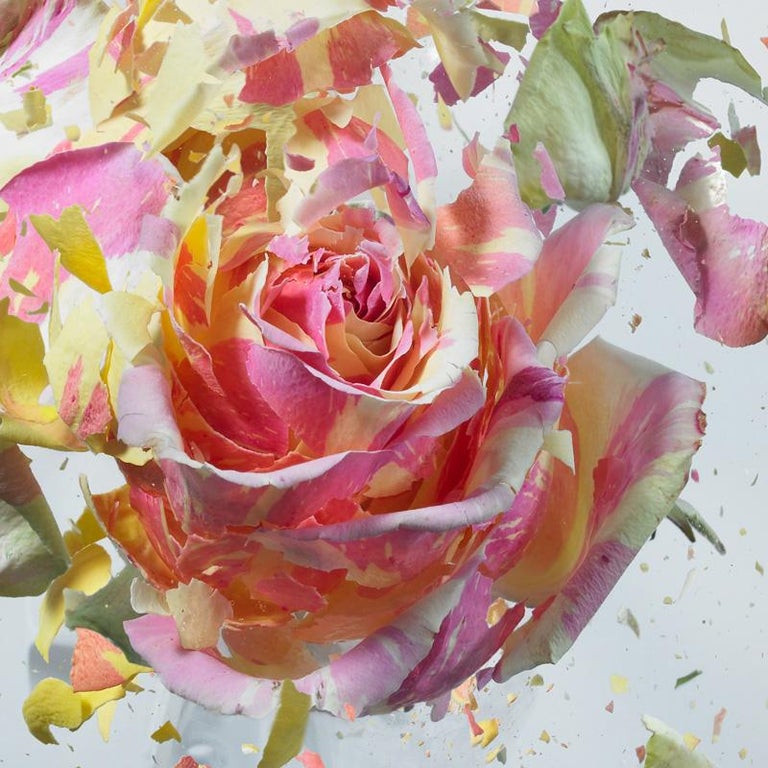 Martin Klimas - Martin Klimas, Pink Rose, Exploding Flower, Photograph ...