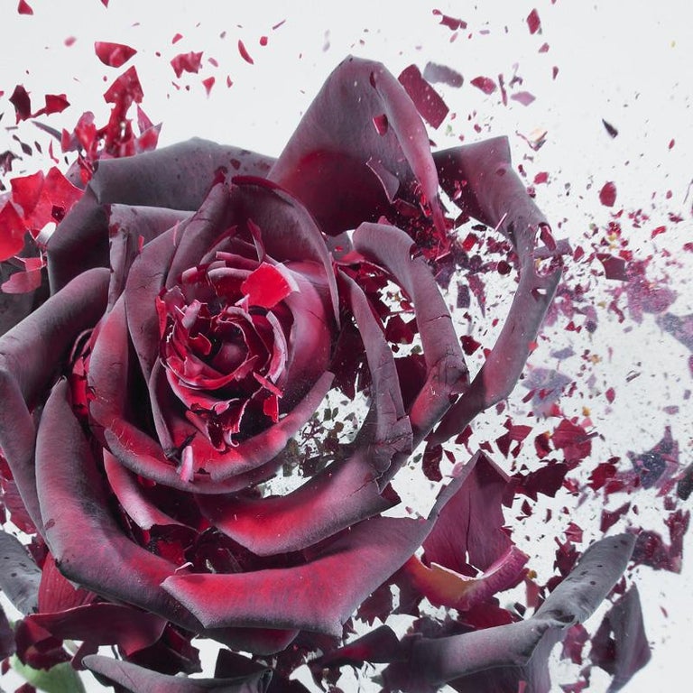 Martin Klimas - Martin Klimas, Red Rose, Exploding Flower, Photograph ...
