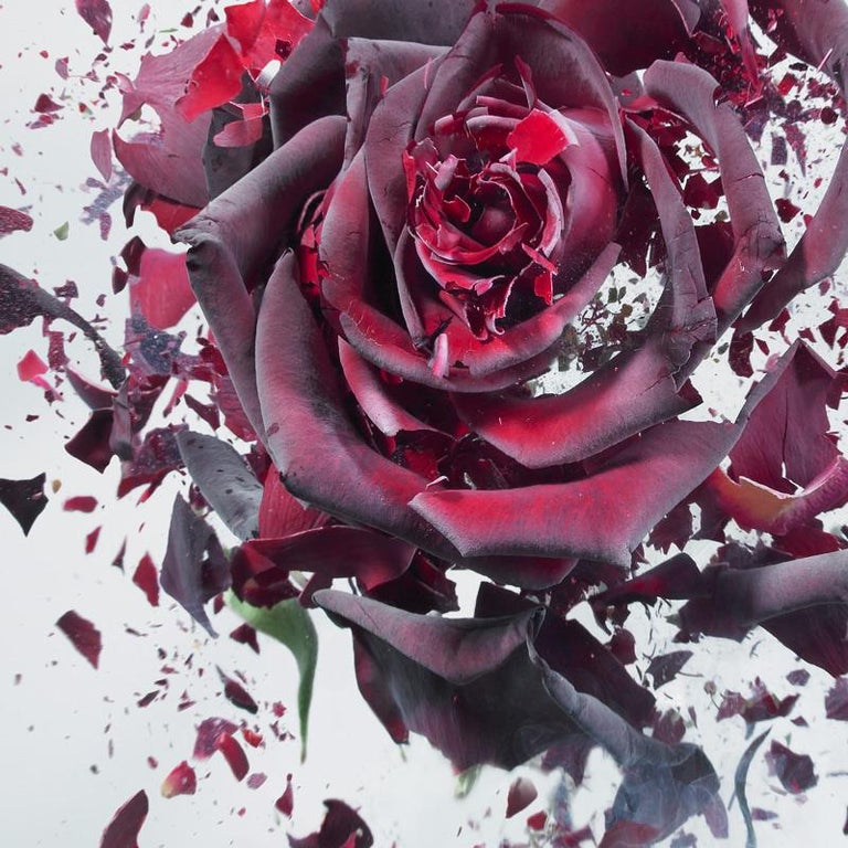 Martin Klimas - Martin Klimas, Red Rose, Exploding Flower, Photograph ...