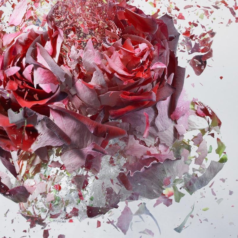 Martin Klimas - Martin Klimas, Red Rose, Exploding Flower, Photograph ...