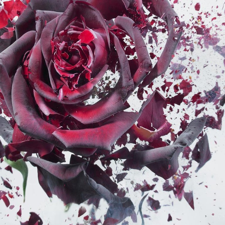 Martin Klimas - Martin Klimas, Red Rose, Exploding Flower, Photograph ...