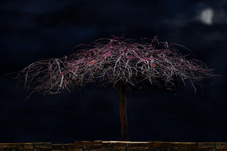 Mary Block - A Shy Moon in Spring, Large Scale Manipulated Color ...