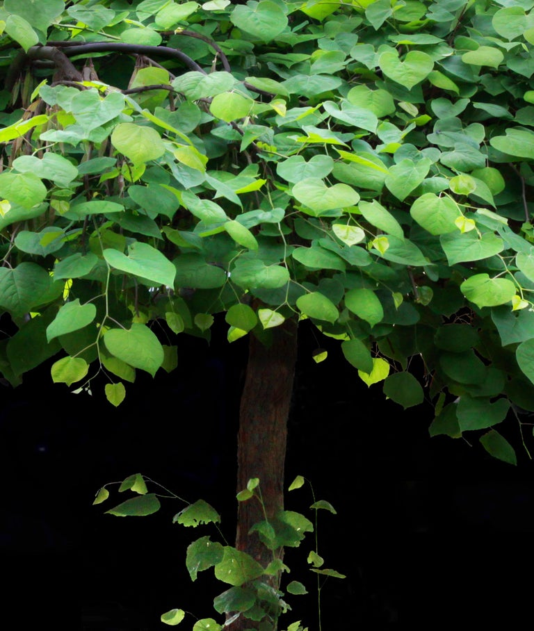 Mary Block - The Night Sky - Large Color Photo with Bright Green Tree ...