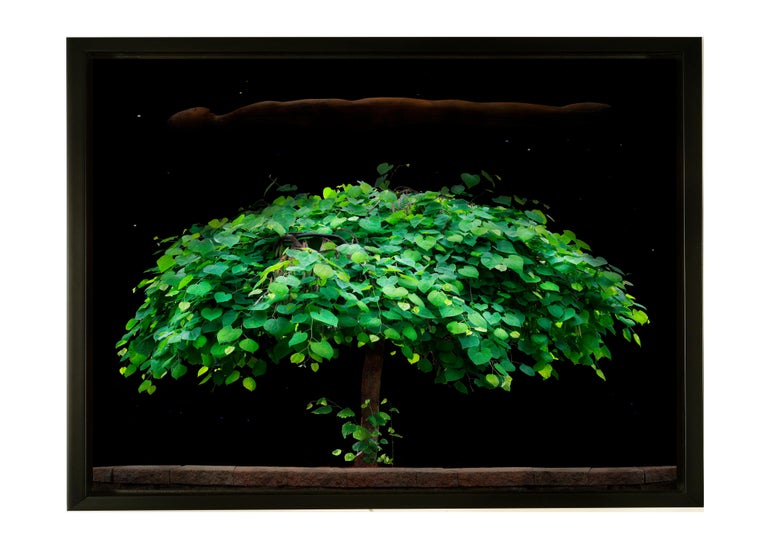 Mary Block - The Night Sky - Large Color Photo with Bright Green Tree ...