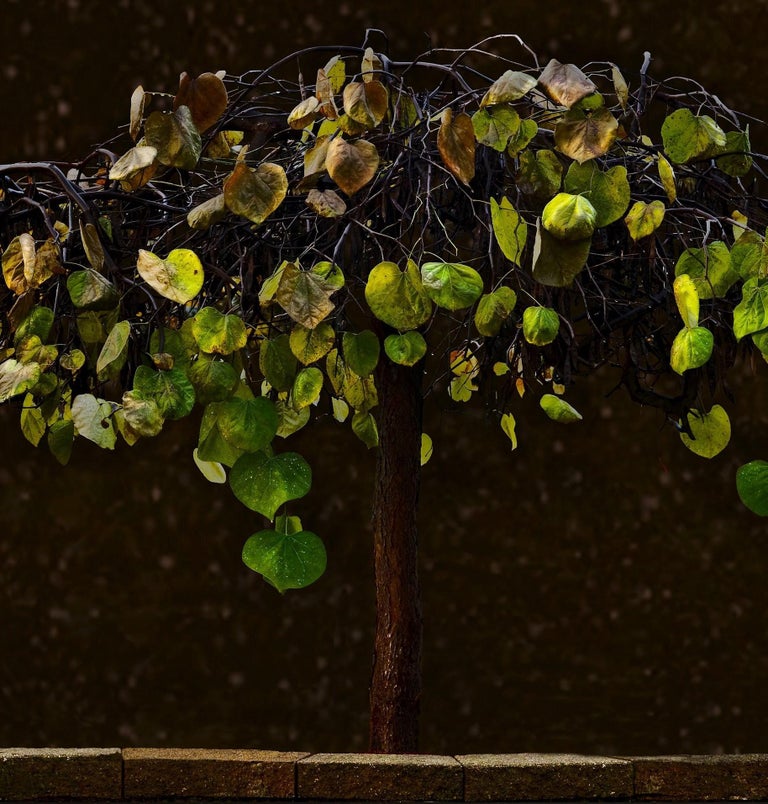 Mary Block - Winter Pear, Large Scale Manipulated Color Photograph with ...