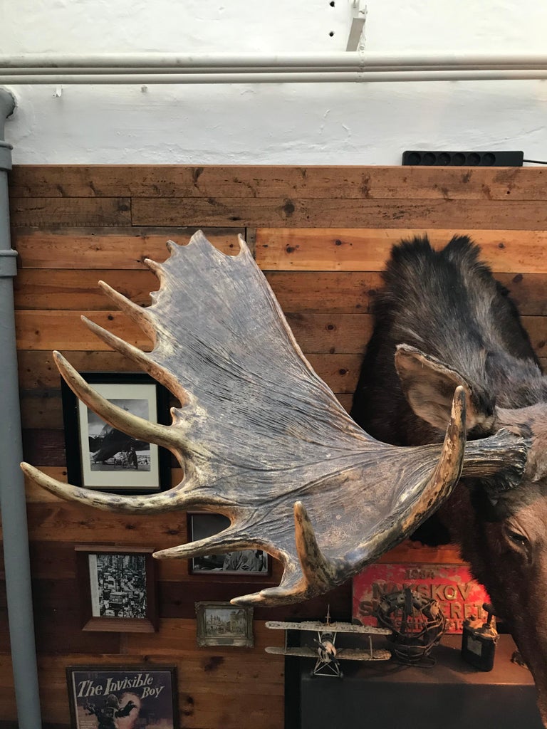 Massive and Impressive Hip Mounted Swedish Bull Elk with 30 Points at ...