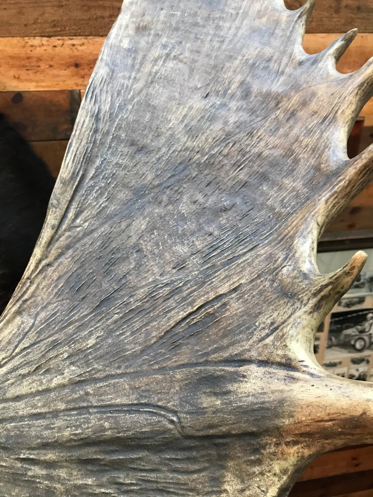 Massive and Impressive Hip Mounted Swedish Bull Elk with 30 Points at ...