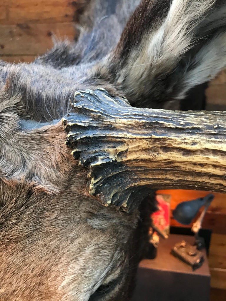 Massive and Impressive Hip Mounted Swedish Bull Elk with 30 Points at ...