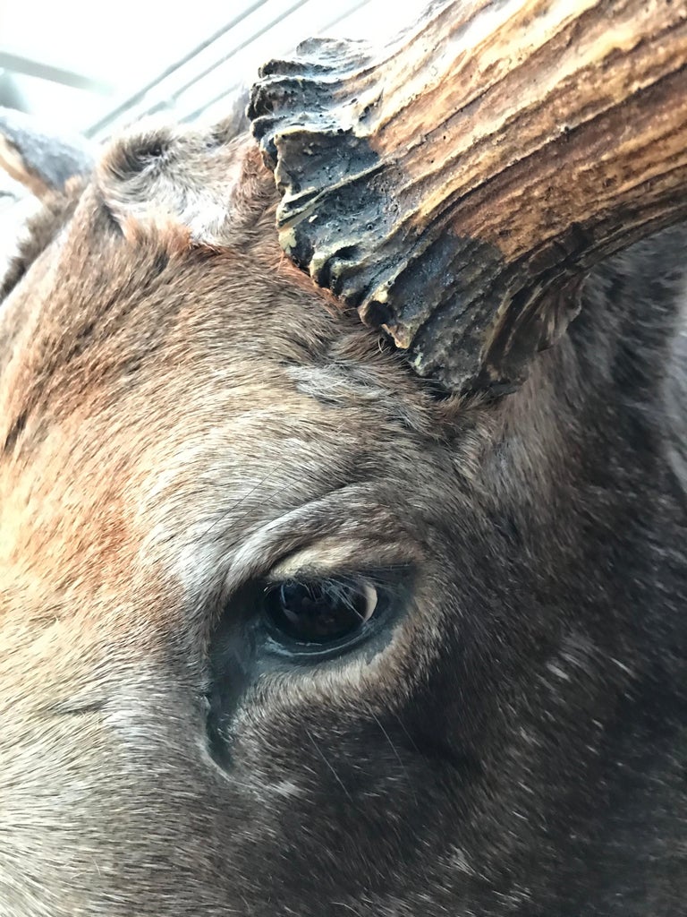 Massive and Impressive Hip Mounted Swedish Bull Elk with 30 Points at ...