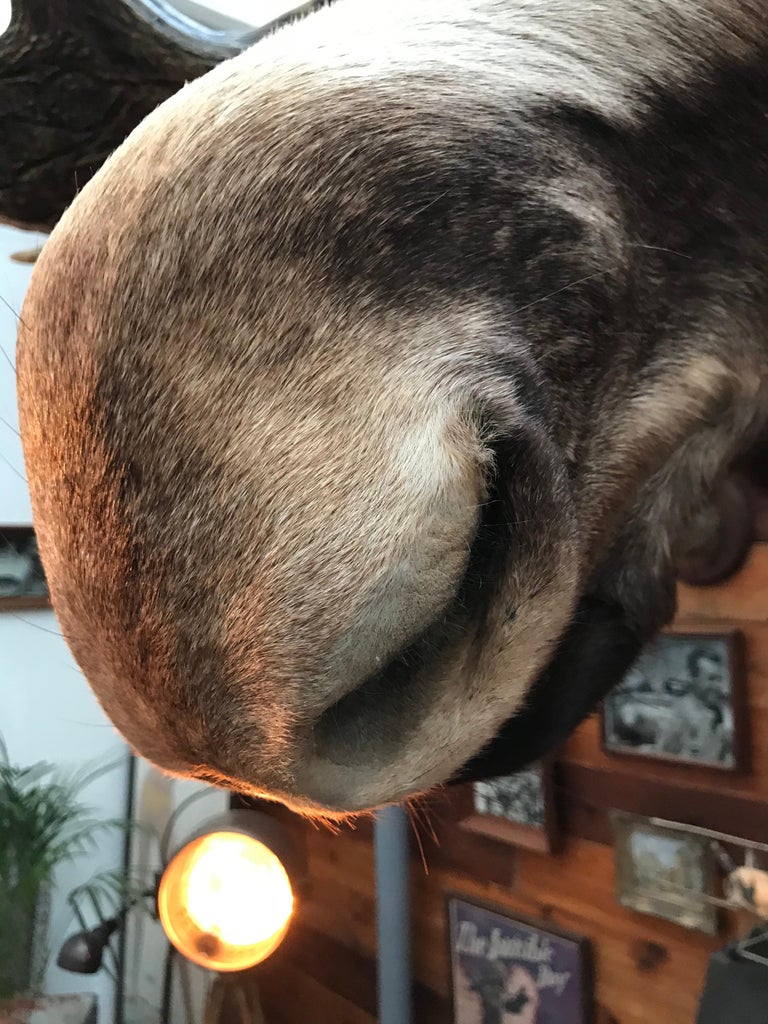 Massive and Impressive Hip Mounted Swedish Bull Elk with 30 Points at ...