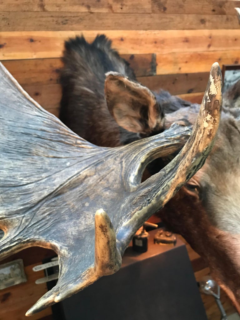 Massive and Impressive Hip Mounted Swedish Bull Elk with 30 Points at ...