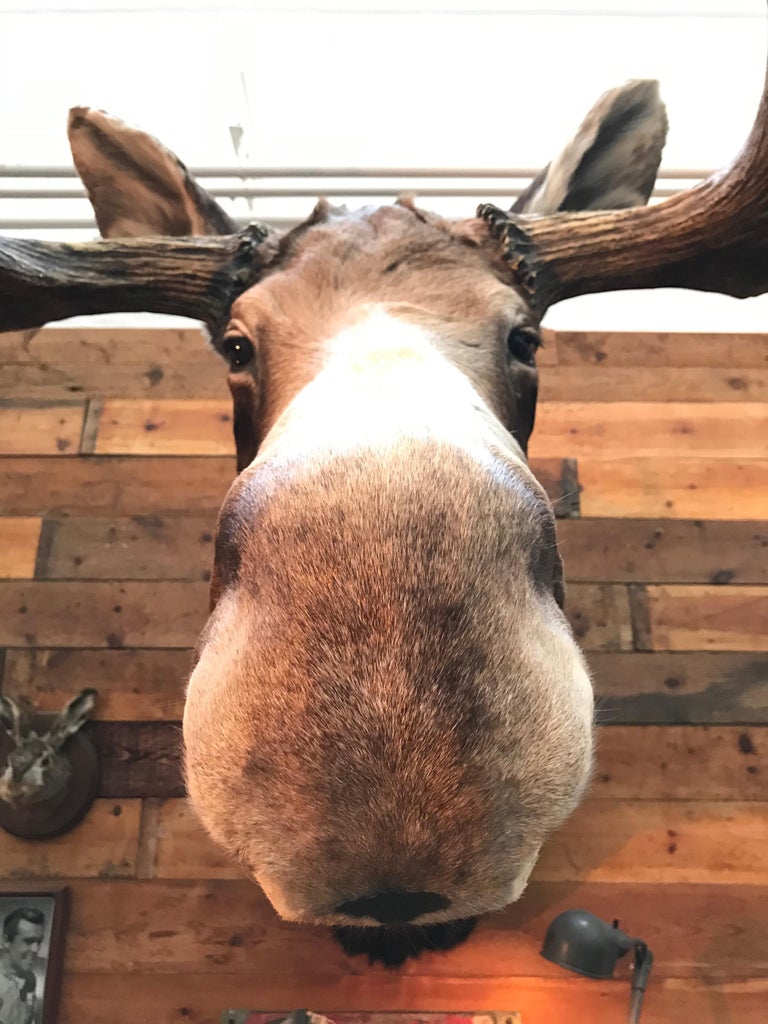 Massive and Impressive Hip Mounted Swedish Bull Elk with 30 Points at ...