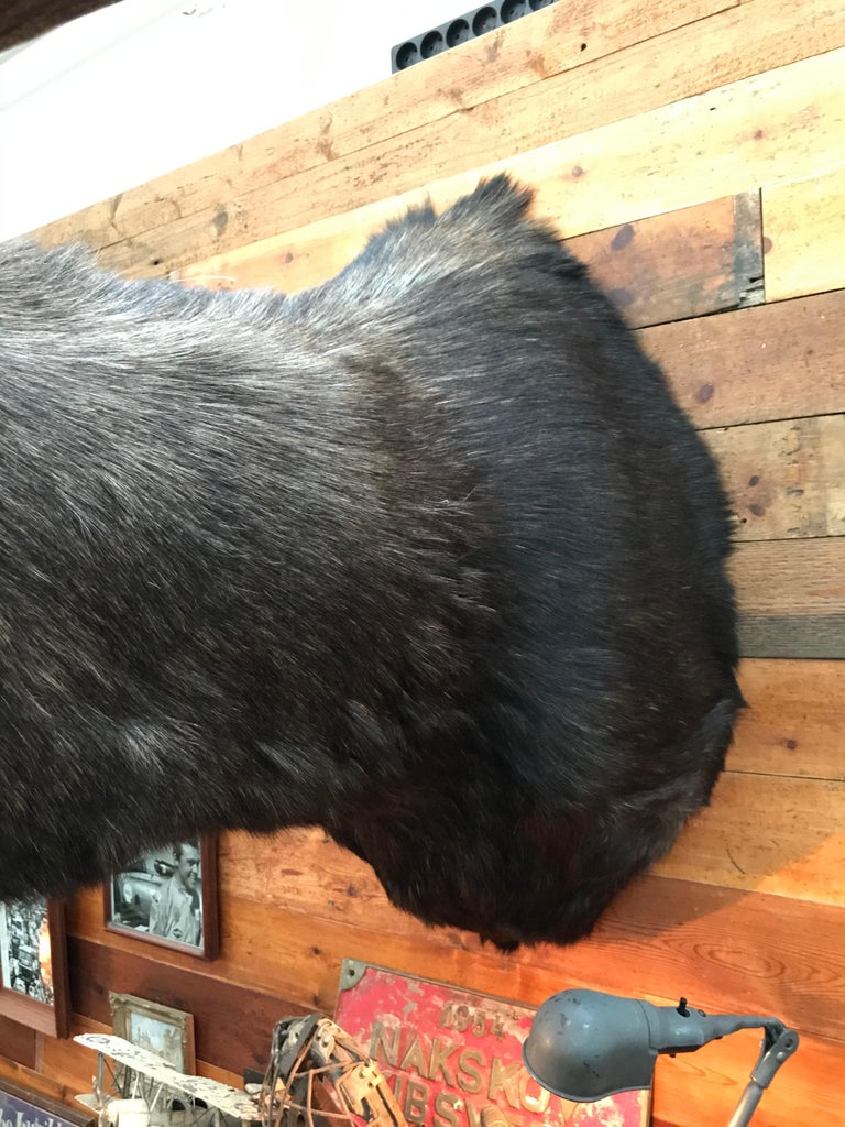 Massive and Impressive Hip Mounted Swedish Bull Elk with 30 Points at ...