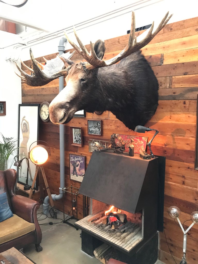 Massive and Impressive Hip Mounted Swedish Bull Elk with 30 Points at ...