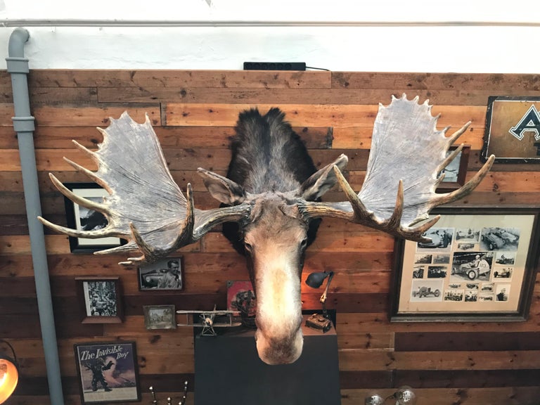 Massive and Impressive Hip Mounted Swedish Bull Elk with 30 Points at ...