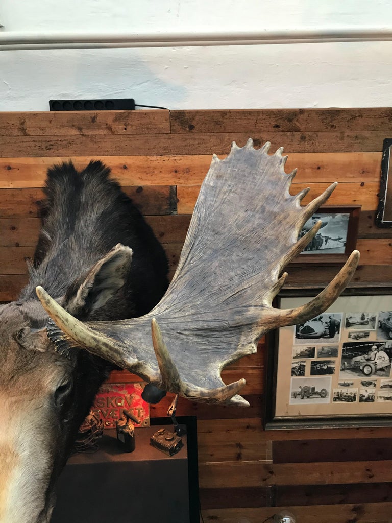 Massive and Impressive Hip Mounted Swedish Bull Elk with 30 Points at ...