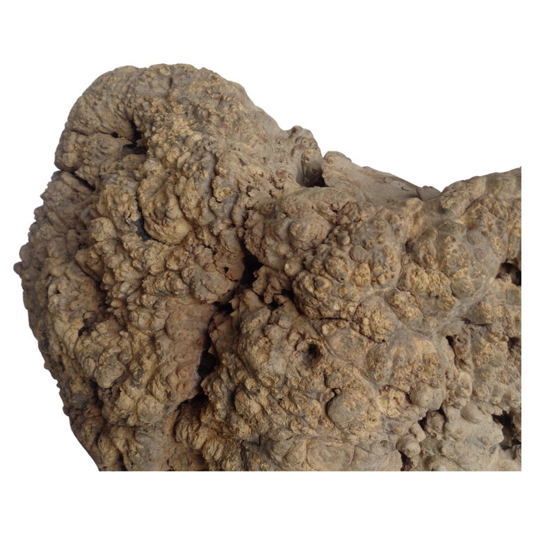 Massive Old Burl Specimen on Stand For Sale at 1stDibs