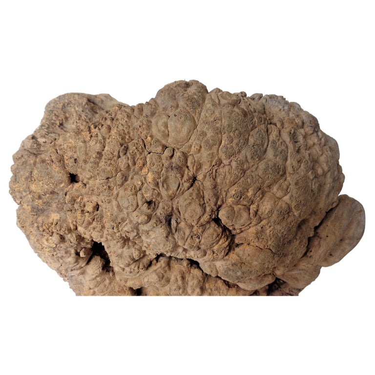 Massive Old Burl Specimen on Stand For Sale at 1stDibs