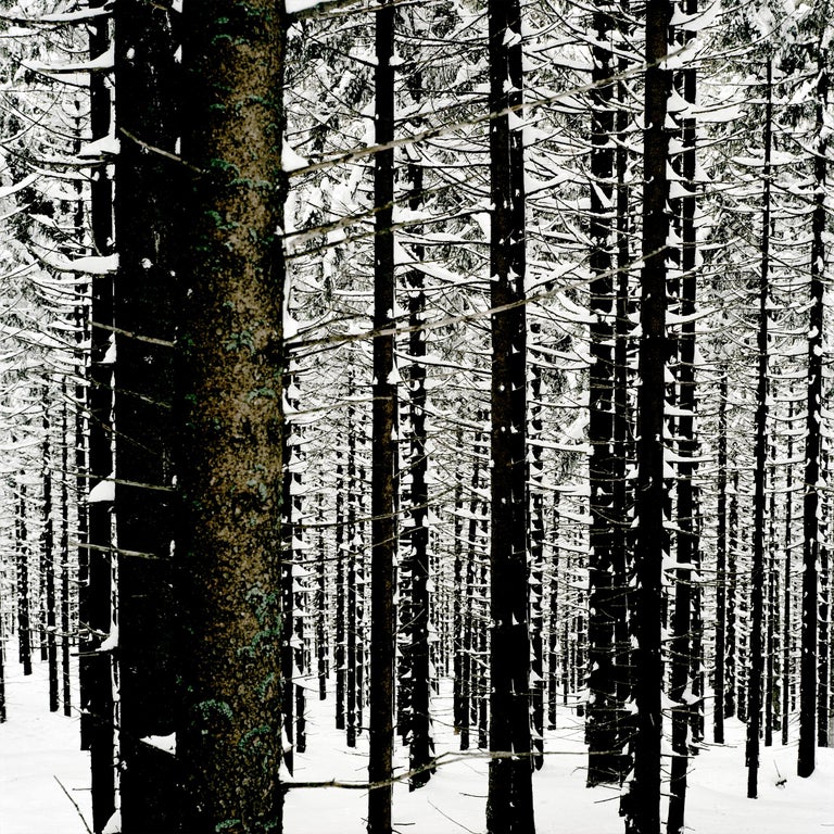 Mat Hennek - CZ Cerchov 02 For Sale at 1stDibs