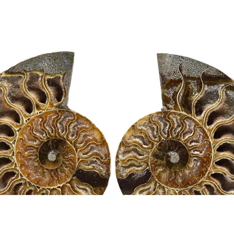 Matched Pair Split Ammonite Fossil Set Mineral Specimen For Sale at 1stDibs