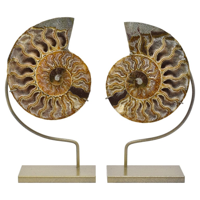 Matched Pair Split Ammonite Fossil Set Mineral Specimen For Sale at 1stDibs