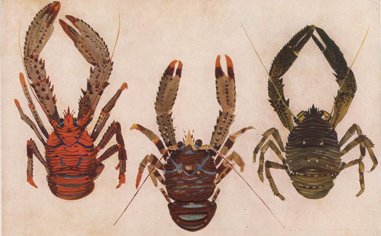 Mathurin Meheut - Mediterranean Lobster Print at 1stDibs