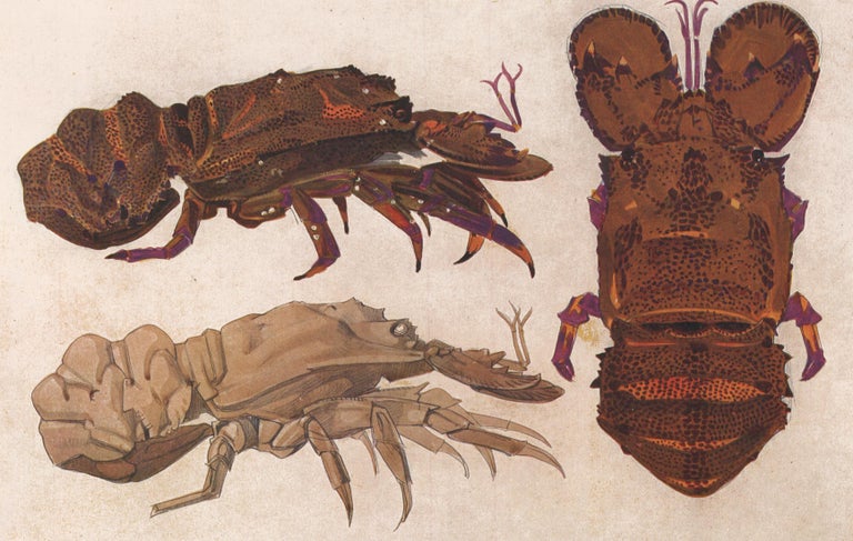Mathurin Meheut - Slipper Lobster Print For Sale at 1stDibs