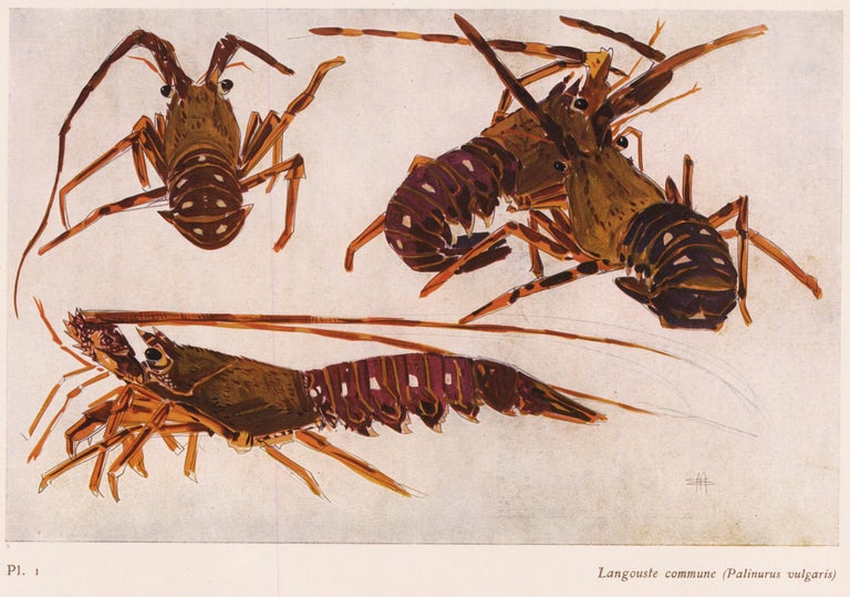 Mathurin Meheut - Spiny Lobster Print at 1stDibs