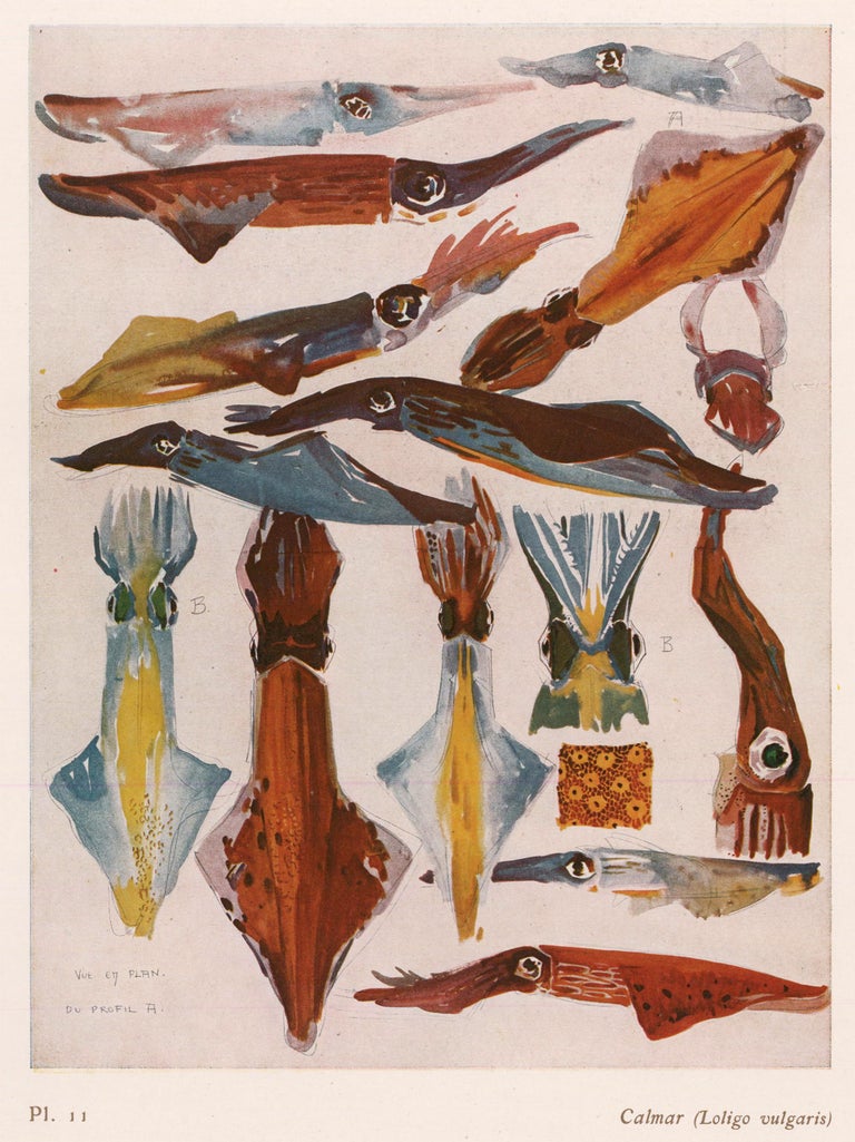 Mathurin Meheut - Squid Print For Sale at 1stDibs