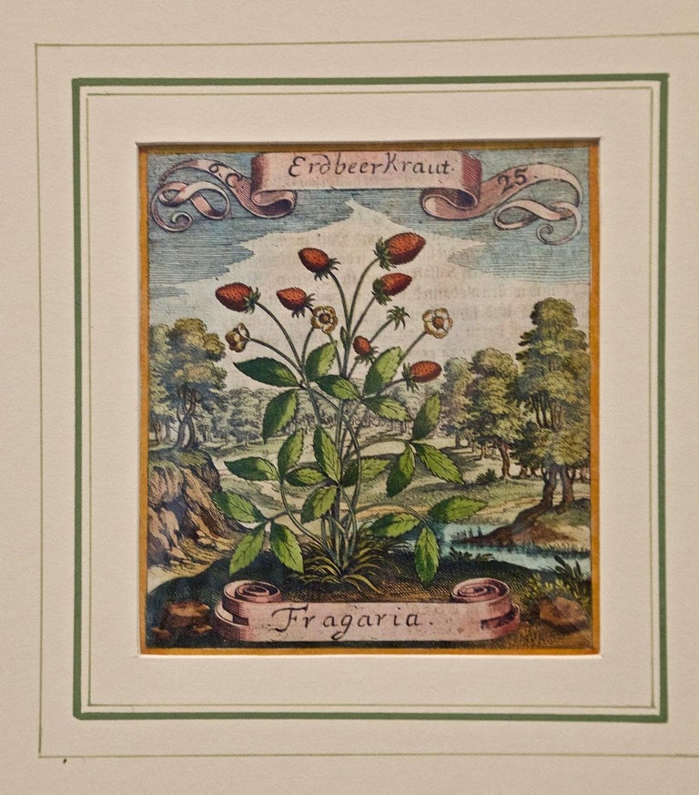 Matthaeus Merian - Strawberry Plant: A 17th Century Hand-coloured ...
