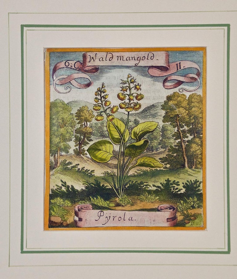 Matthaeus Merian - 17th Century Hand-colored Botanical Engraving of a ...