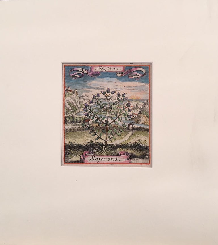 Matthaeus Merian - Marjoram in 18th Century Coastal Landscape by ...