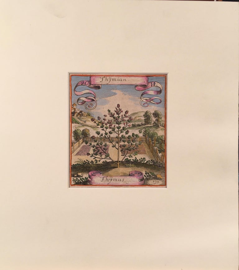Matthaeus Merian - Thyme in 18th Century Garden Landscape by Matthaeus ...
