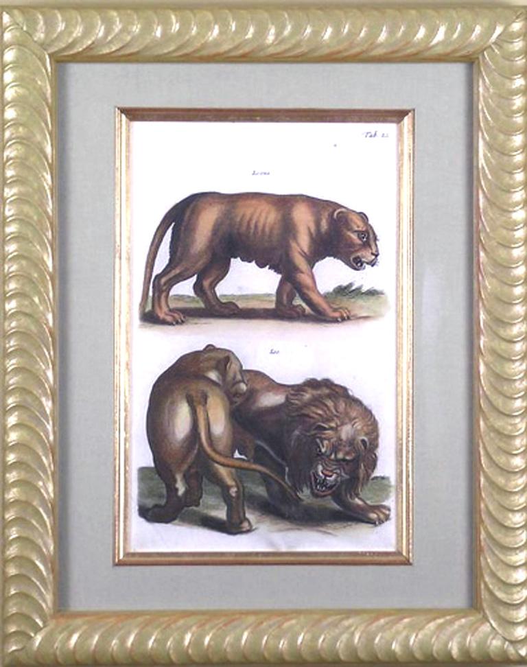 Matthäus Merian the Elder - Tab. LI. 'Leonea' 'Leo' For Sale at 1stDibs ...