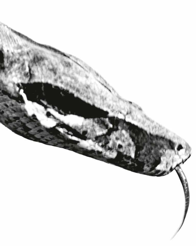 Mauricio Velez - Half Angels Half Demons - Snake #46, Portrait. Color ...