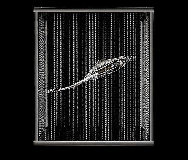 Mauro Corda - The Ray For Sale at 1stDibs