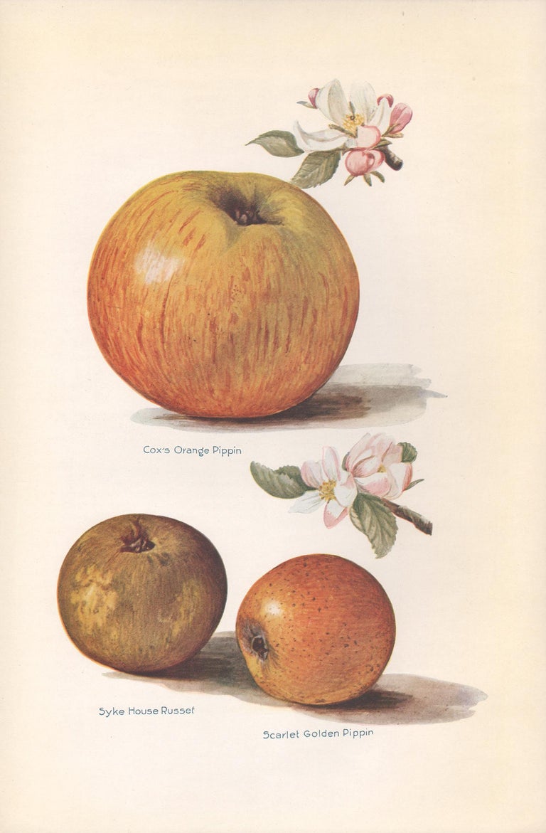 Apples, English antique botanical fruit food chromolithograph print ...